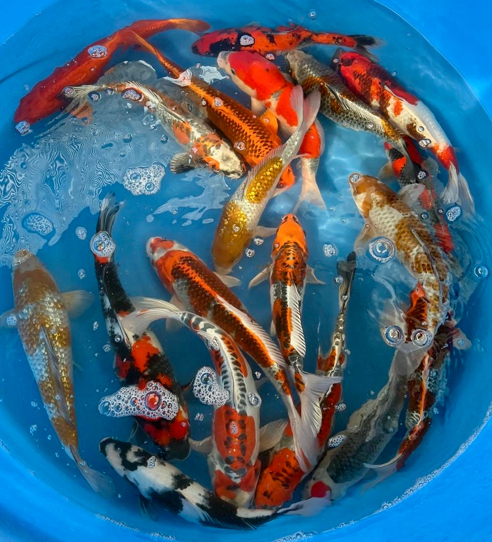 Karpie Koi na sprzedaż | Japońskie Koi w Polsce - Kashira Koi Farm