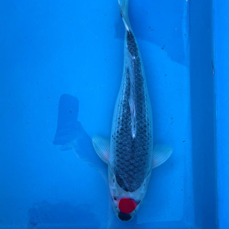 Karpie Koi na sprzedaż | Japońskie Koi w Polsce - Kashira Koi Farm