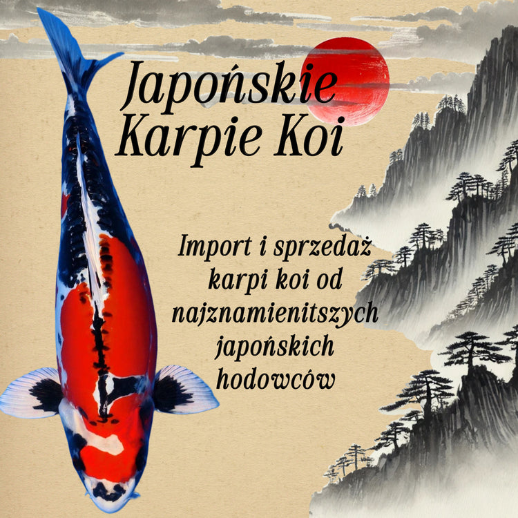 Karpie Koi na sprzedaż | Japońskie Koi w Polsce - Kashira Koi Farm