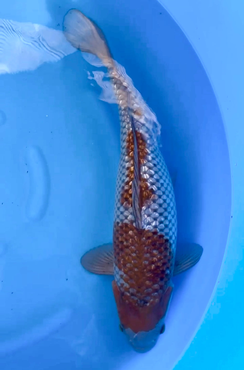 Karpie Koi na sprzedaż - Japońskie Koi do oczka | Kashira Koi Farm