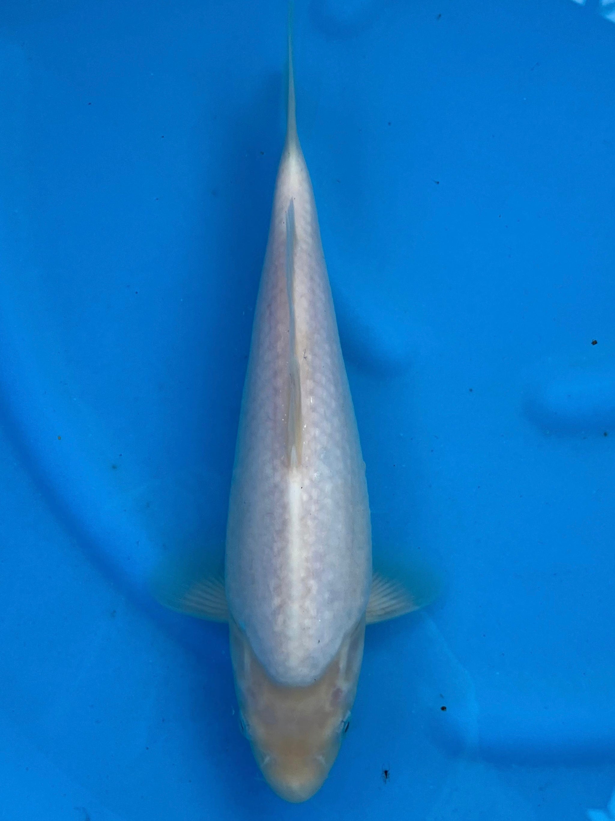 Shiro Muji 29cm | SUDA – Kashira Koi Farm