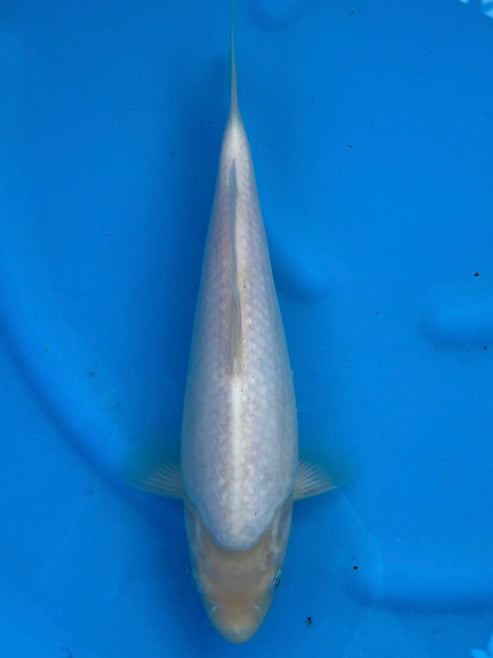 Shiro Muji 29cm | SUDA – Kashira Koi Farm