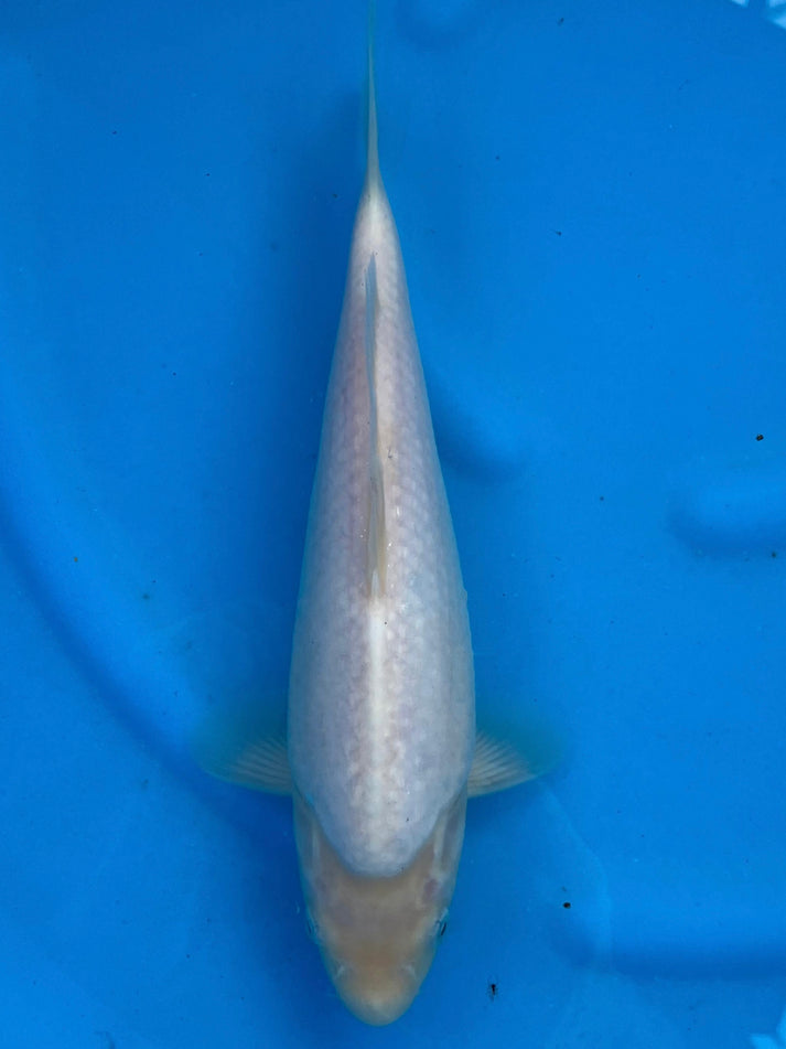 Shiro Muji 29cm | SUDA – Kashira Koi Farm