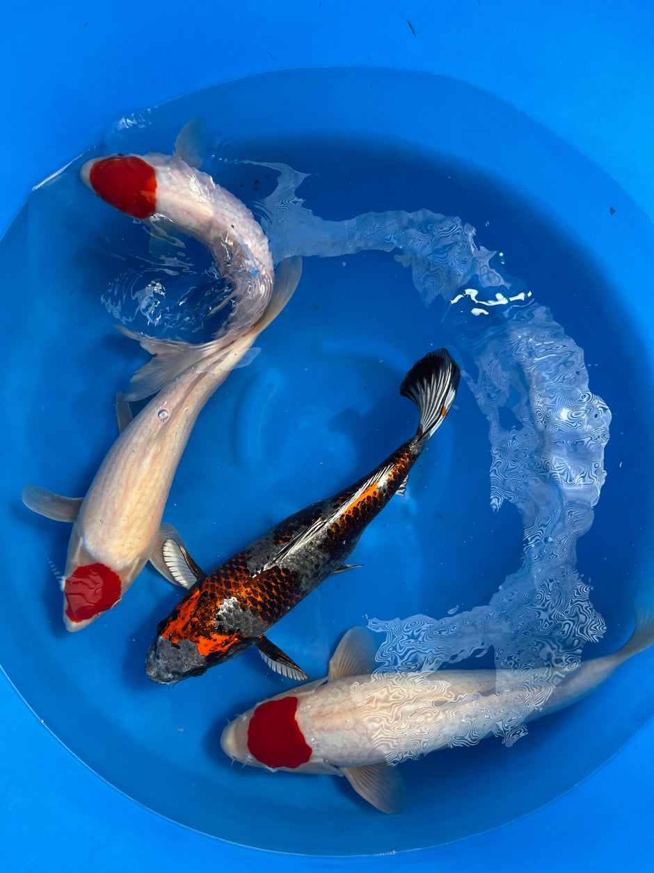 Karpie Koi na sprzedaż - Japońskie Koi do oczka | Kashira Koi Farm