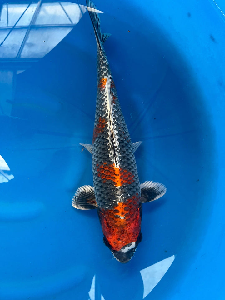 Karpie Koi na sprzedaż - Japońskie Koi do oczka | Kashira Koi Farm