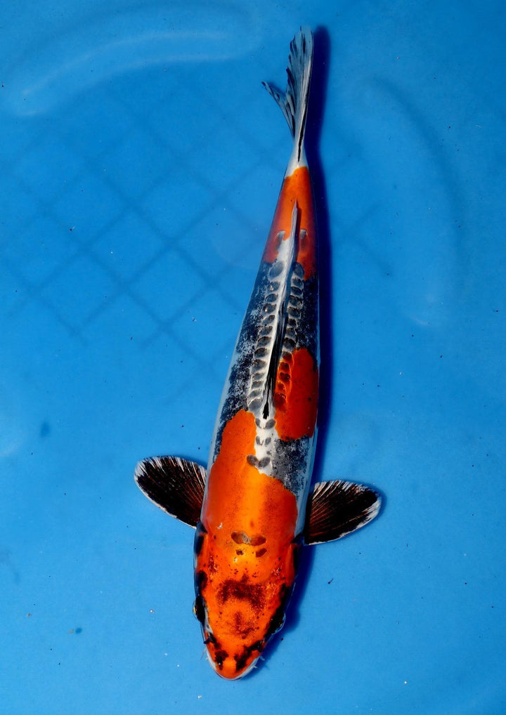 Karpie Koi na sprzedaż | Japońskie Koi w Polsce - Kashira Koi Farm