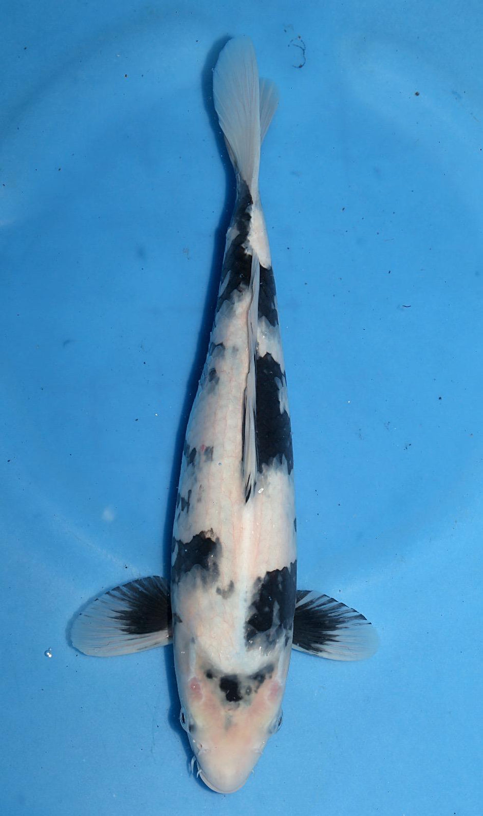 Karpie Koi na sprzedaż | Japońskie Koi w Polsce - Kashira Koi Farm