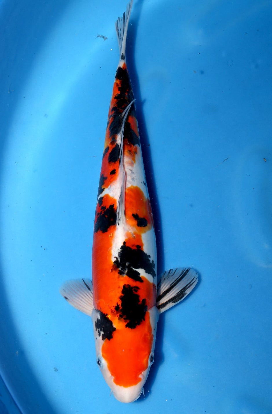 Karpie Koi na sprzedaż - Japońskie Koi do oczka | Kashira Koi Farm