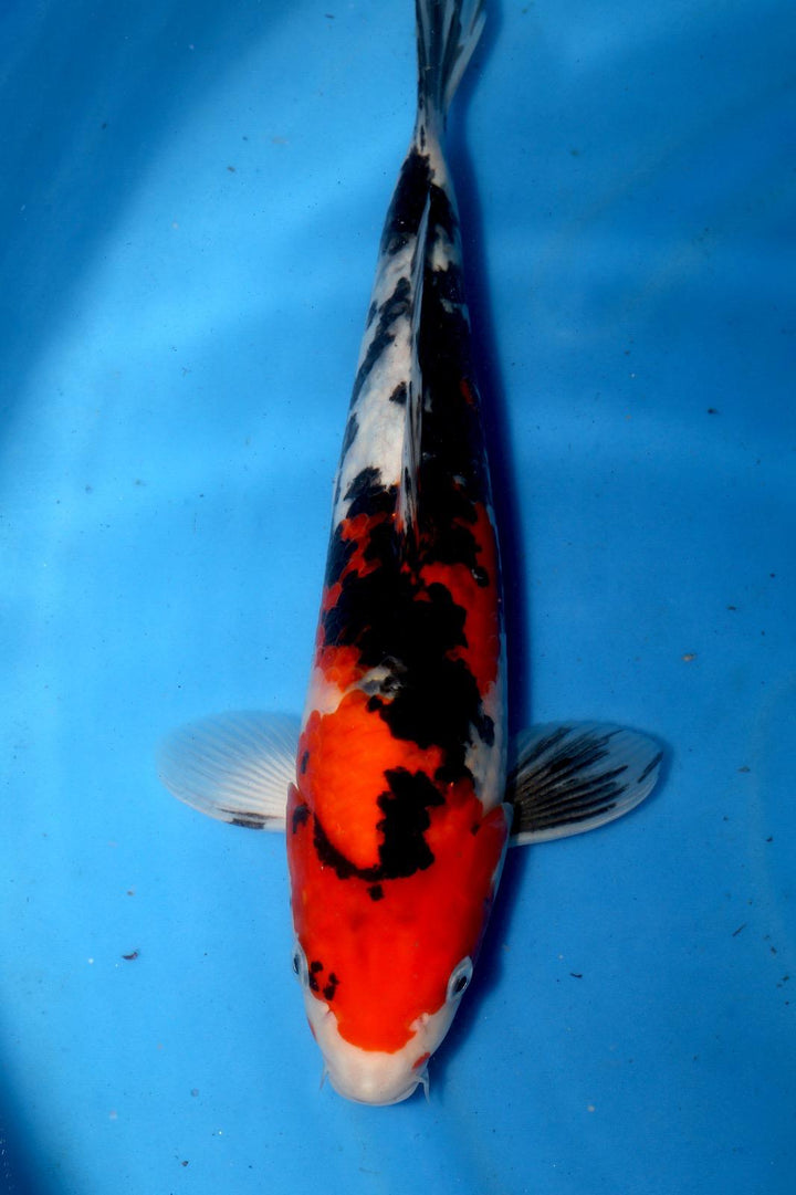 Karpie Koi na sprzedaż - Japońskie Koi do oczka | Kashira Koi Farm