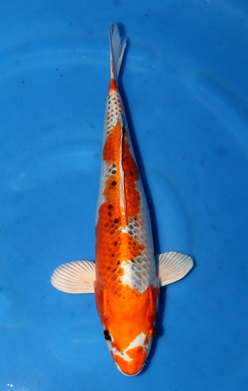 Karpie Koi na sprzedaż - Japońskie Koi do oczka | Kashira Koi Farm