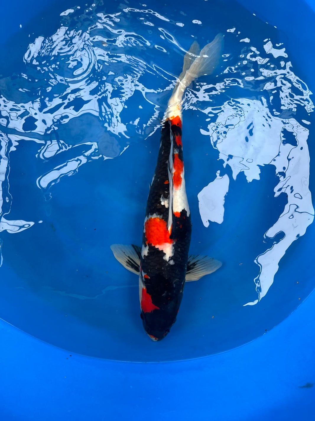 Karpie Koi na sprzedaż | Japońskie Koi w Polsce - Kashira Koi Farm