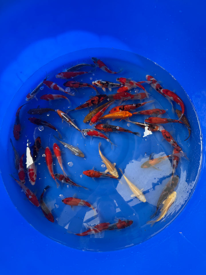 Karpie Koi na sprzedaż - Japońskie Koi do oczka | Kashira Koi Farm